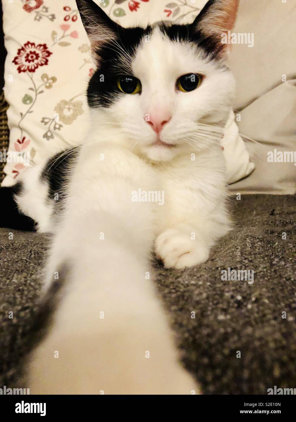 Selfie cat hi-res stock photography and images - Alamy