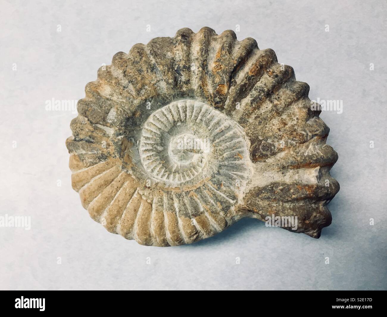 Fossil Ammonite High Resolution Stock Photography and Images - Alamy