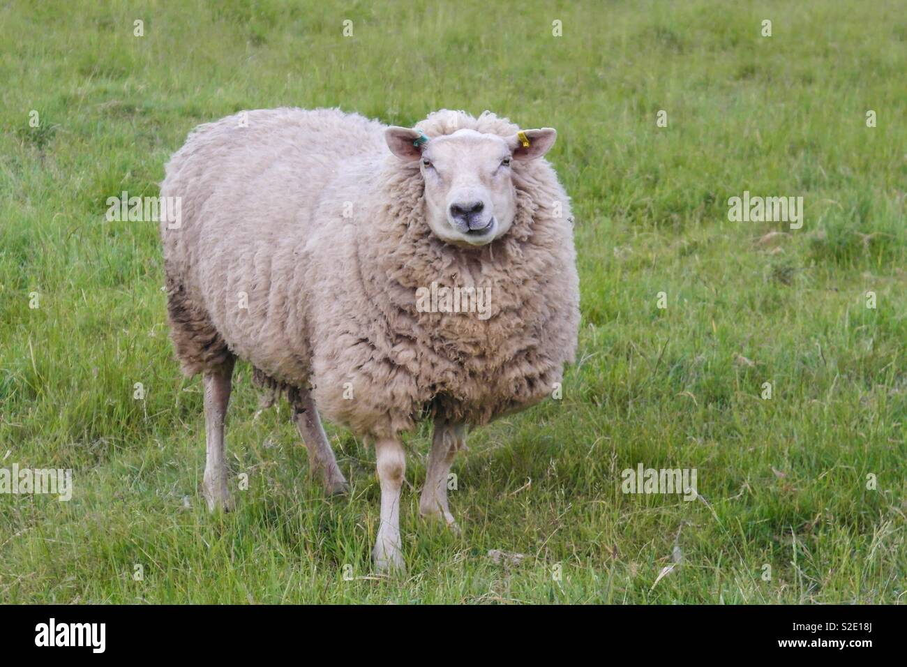 Smiling sheep hi-res stock photography and images - Alamy