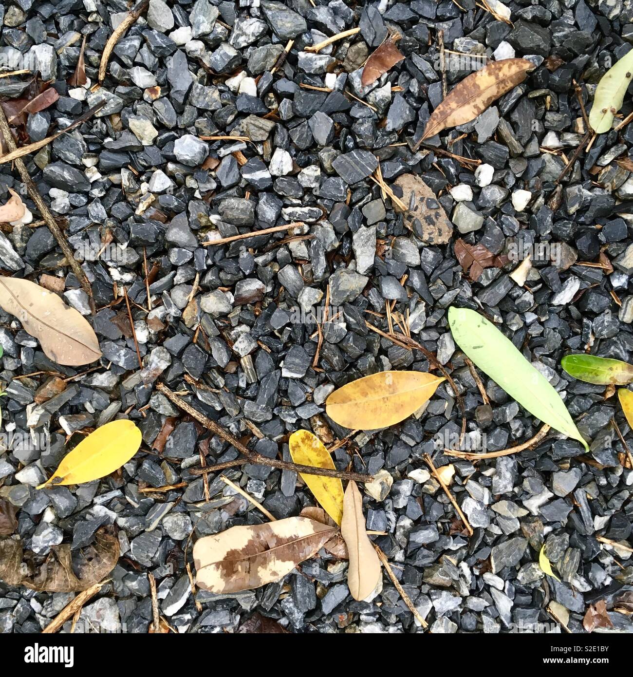 Stones and leaves Stock Photo - Alamy