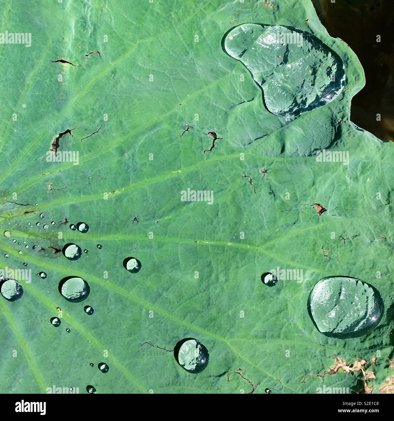 Water of lotus leaves hi-res stock photography and images - Alamy