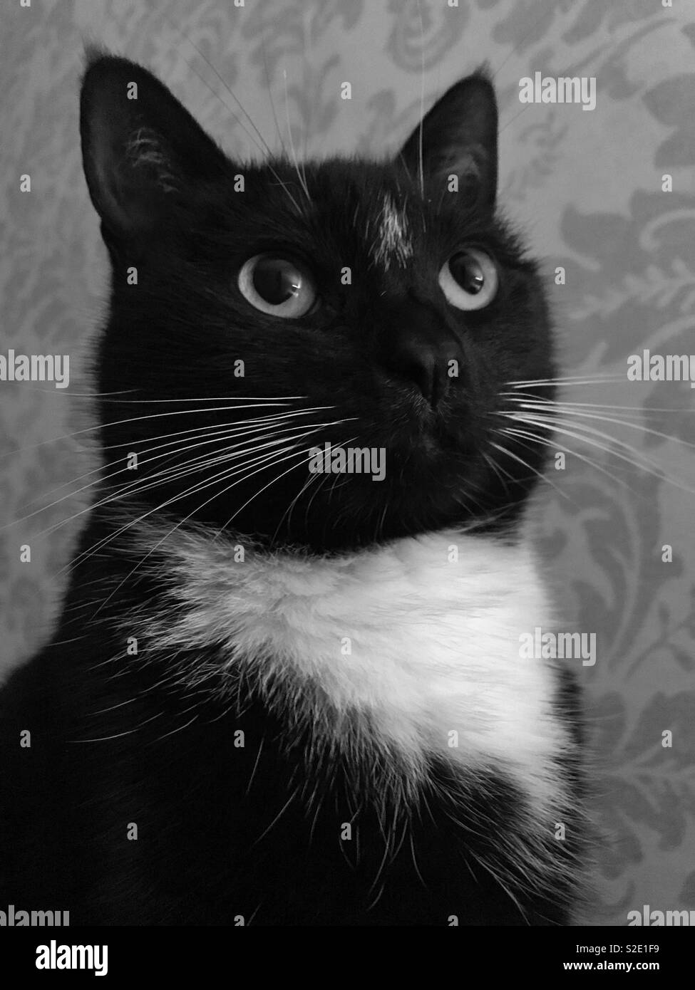 Micka hi-res stock photography and images - Alamy