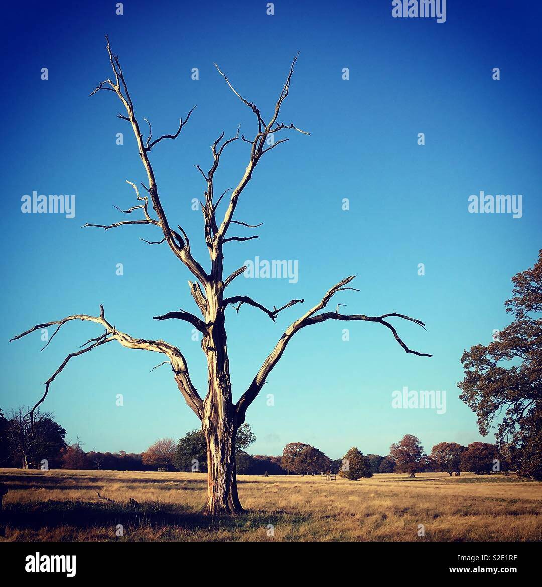 Dead tree in a park hi-res stock photography and images - Alamy