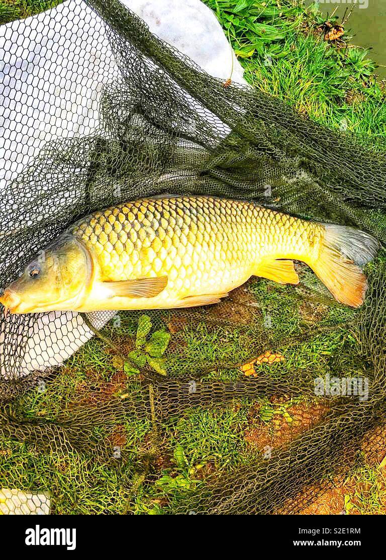 Fish in the net Stock Photo - Alamy