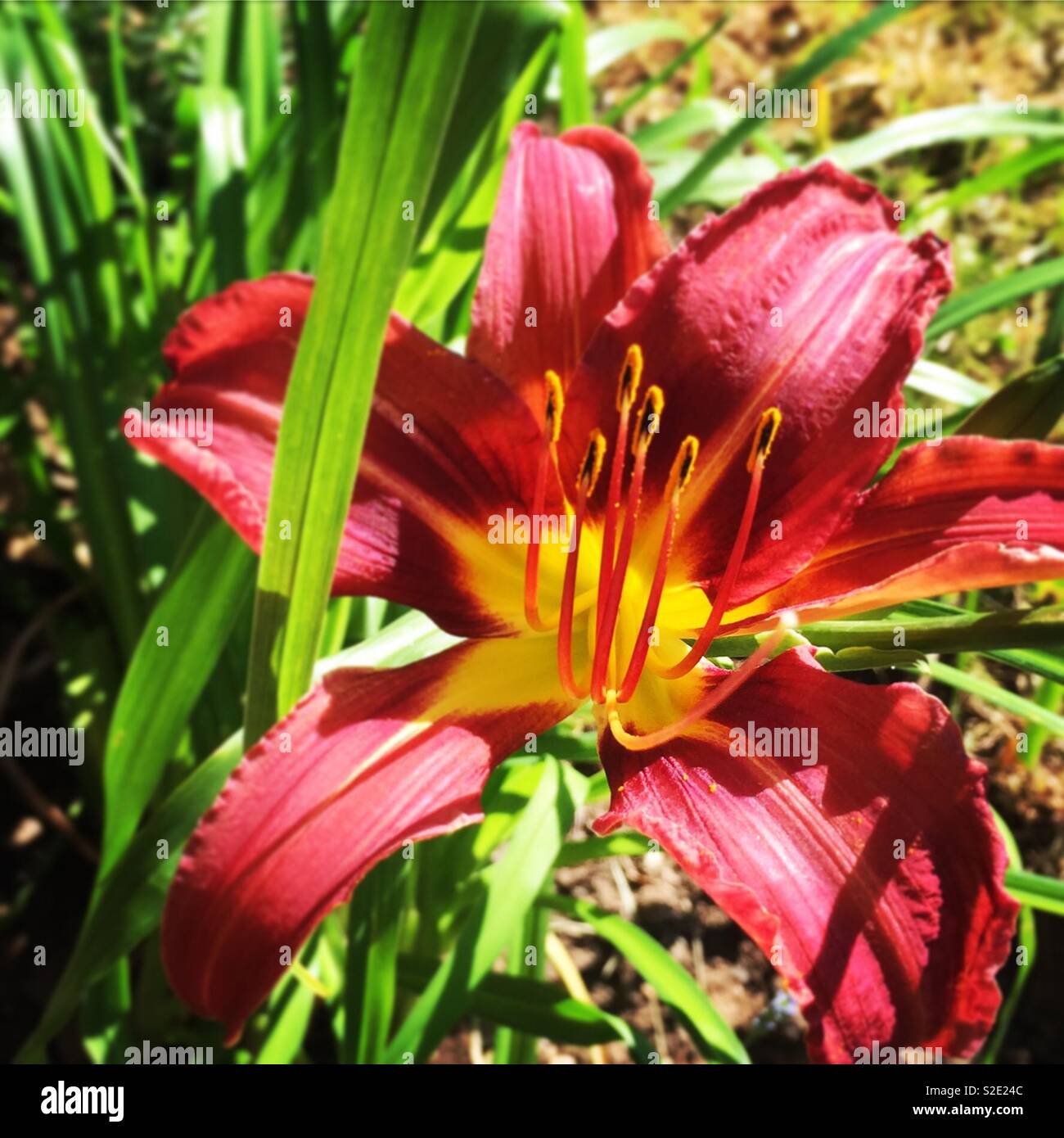 Ruby lily hi-res stock photography and images - Alamy