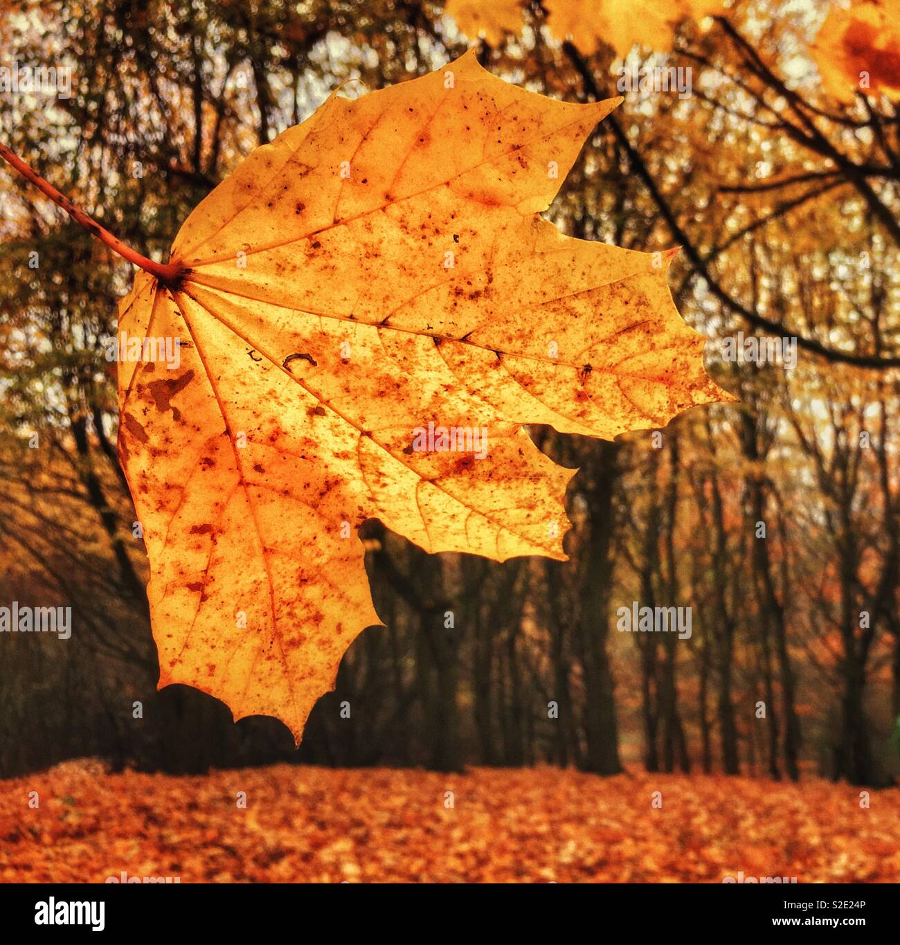 Falling autumn leaf Stock Photo - Alamy
