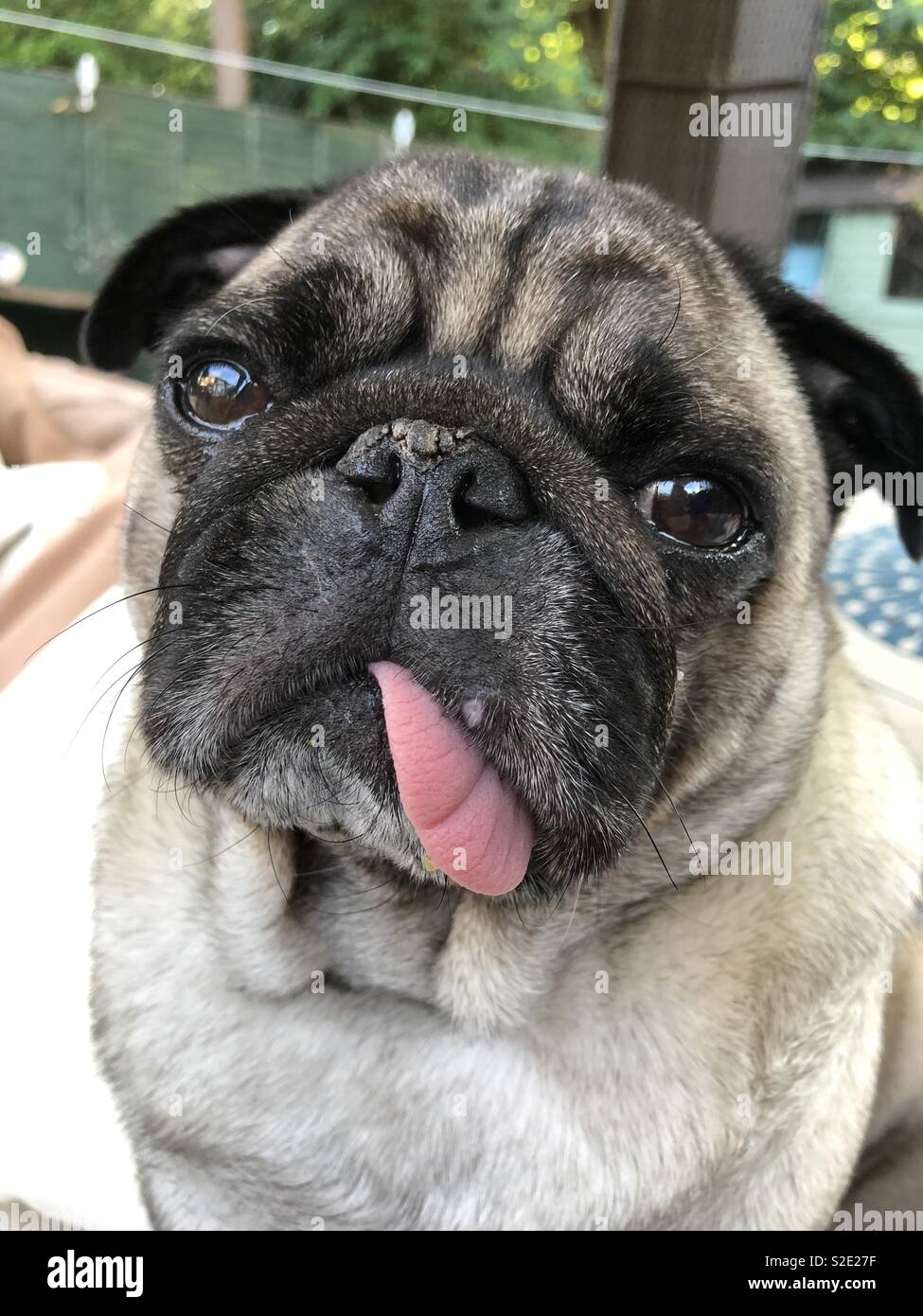 Pug tongue hi-res stock photography and images - Alamy