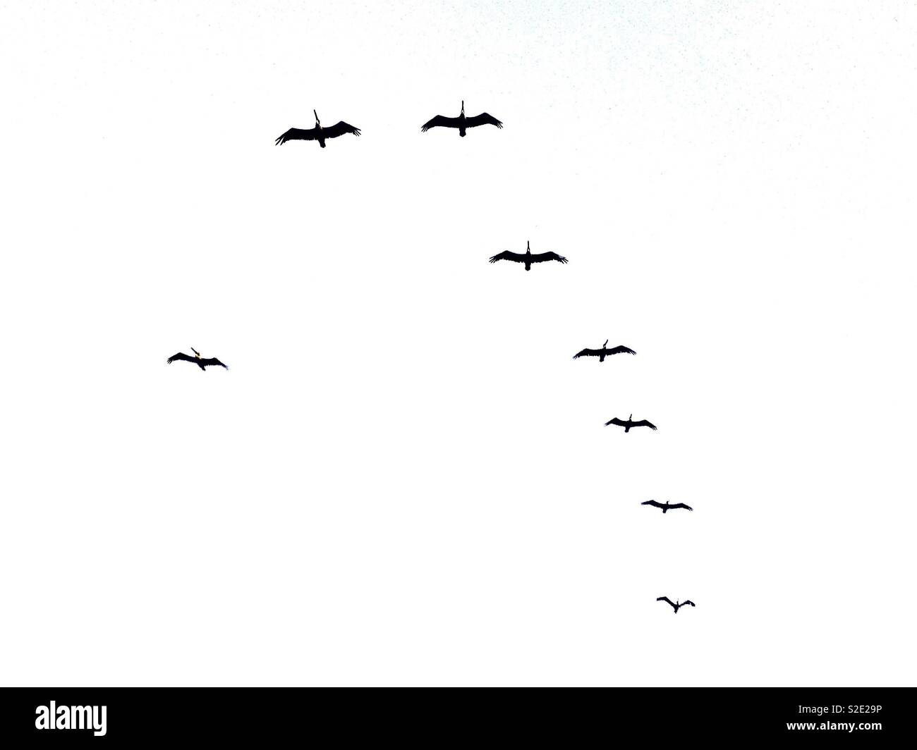 Birds flying. White background Stock Photo - Alamy