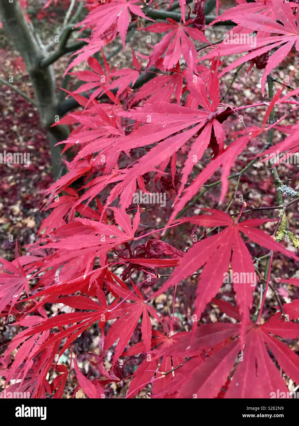 Acer red leaves hi-res stock photography and images - Alamy