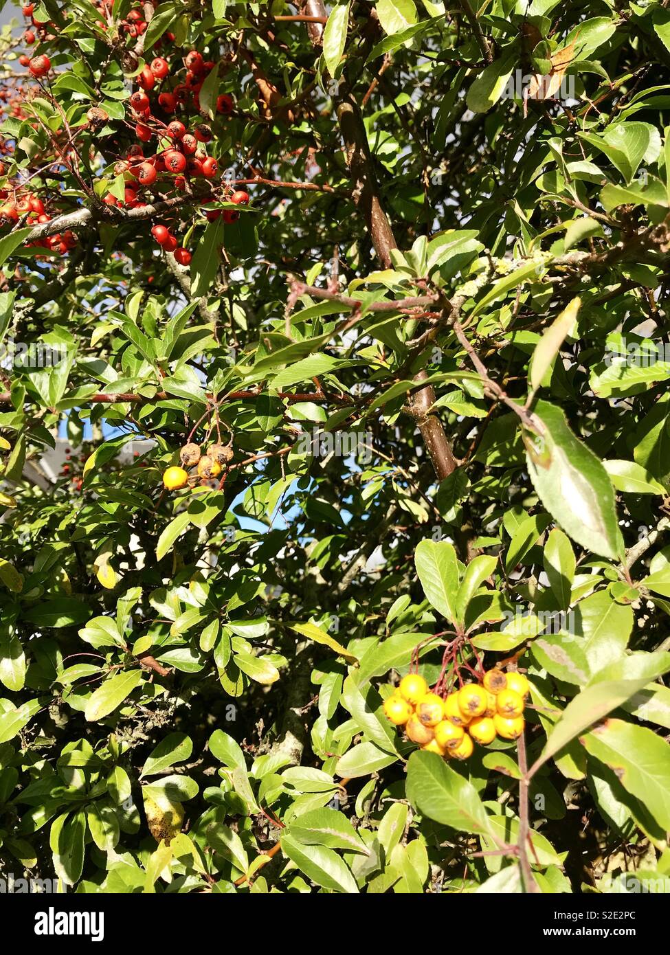 Bi Colour Stock Photos & Bi Colour Stock Images - Alamy