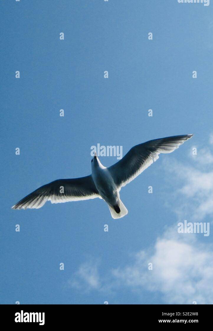 Gull flying overhead hi-res stock photography and images - Alamy