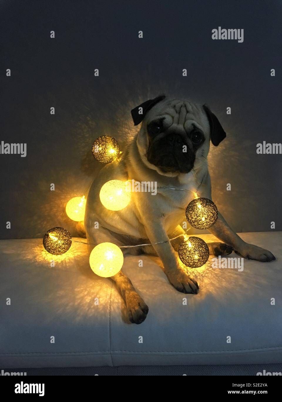 Dog with lights Stock Photo - Alamy