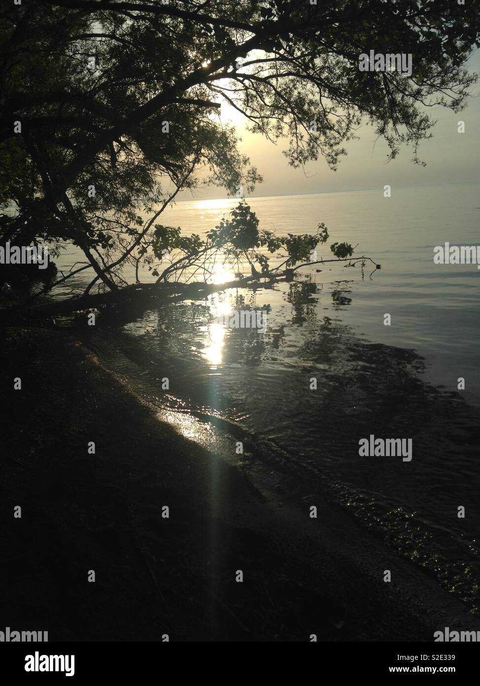 Beautiful tree on the water Stock Photo - Alamy