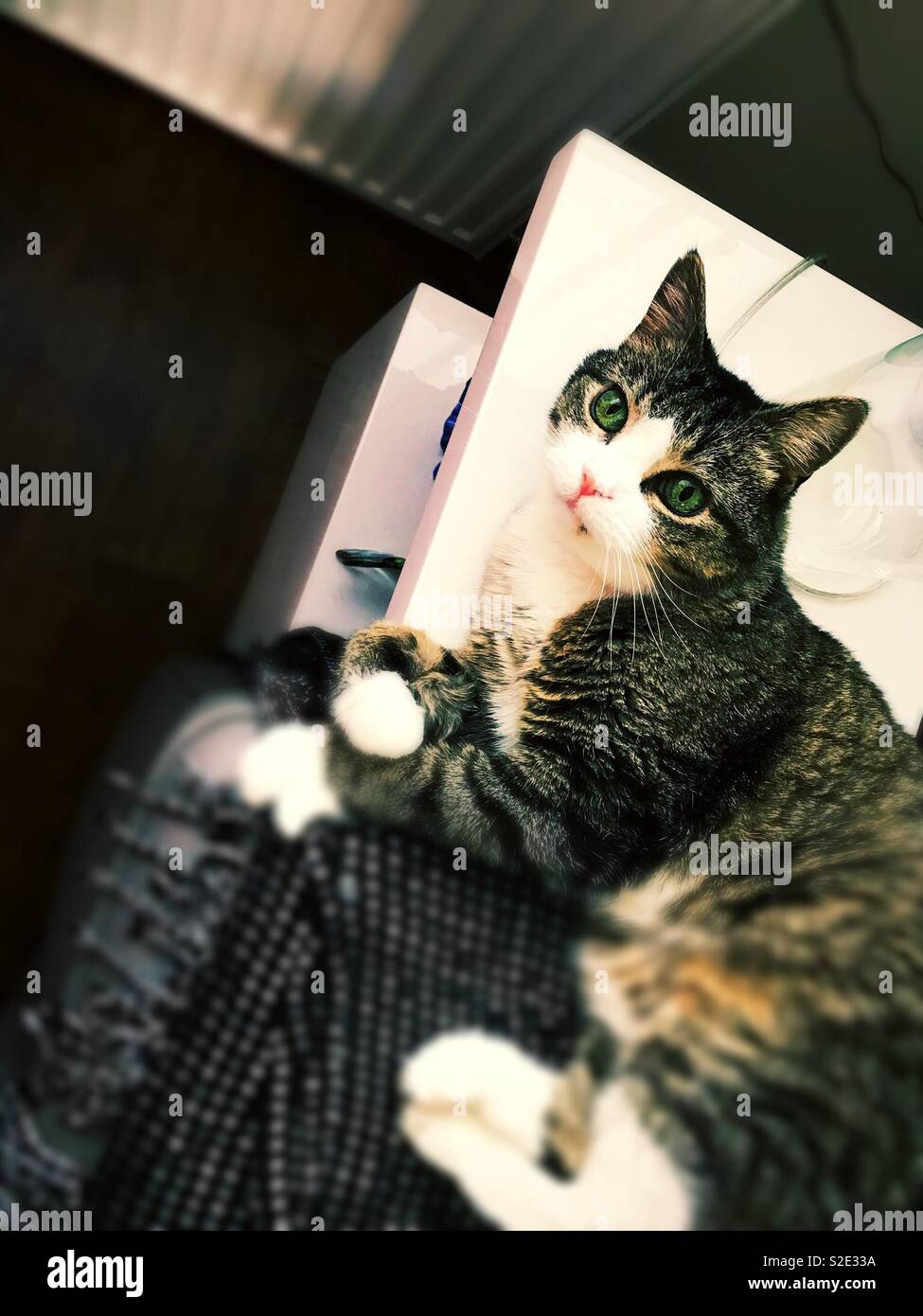 My beautiful cat Shelly Stock Photo - Alamy