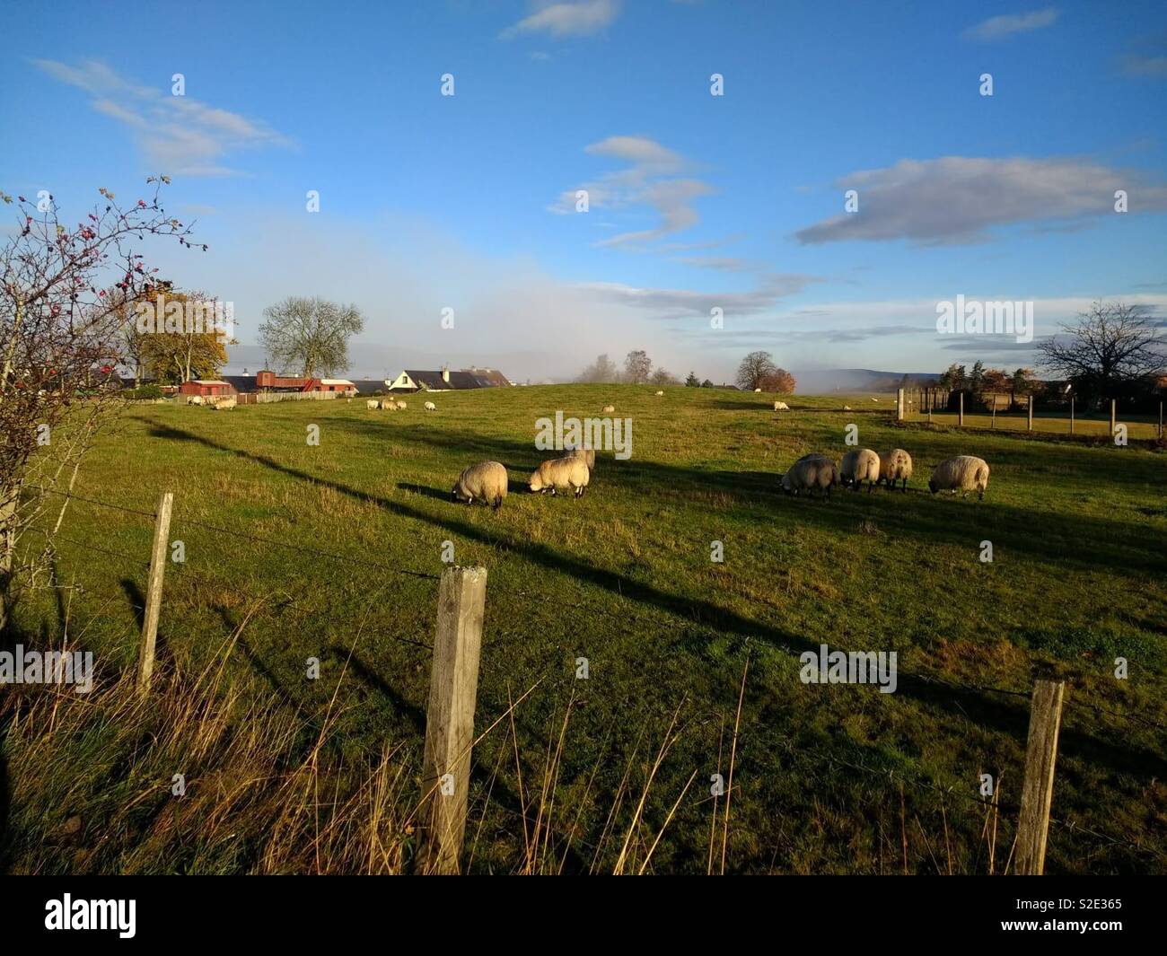 Good morning sheep Stock Photo - Alamy
