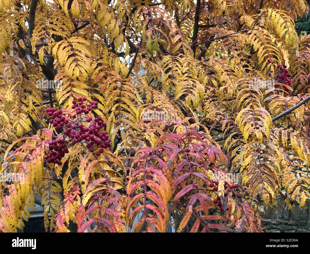 Autumn Leaves Close Up Stock Photo - Alamy