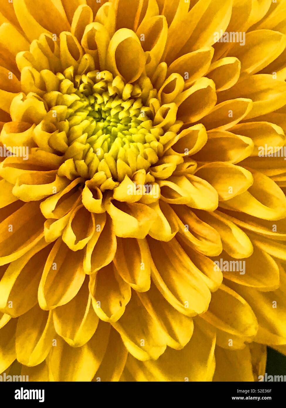 Yellow dahlia flower hi-res stock photography and images - Alamy
