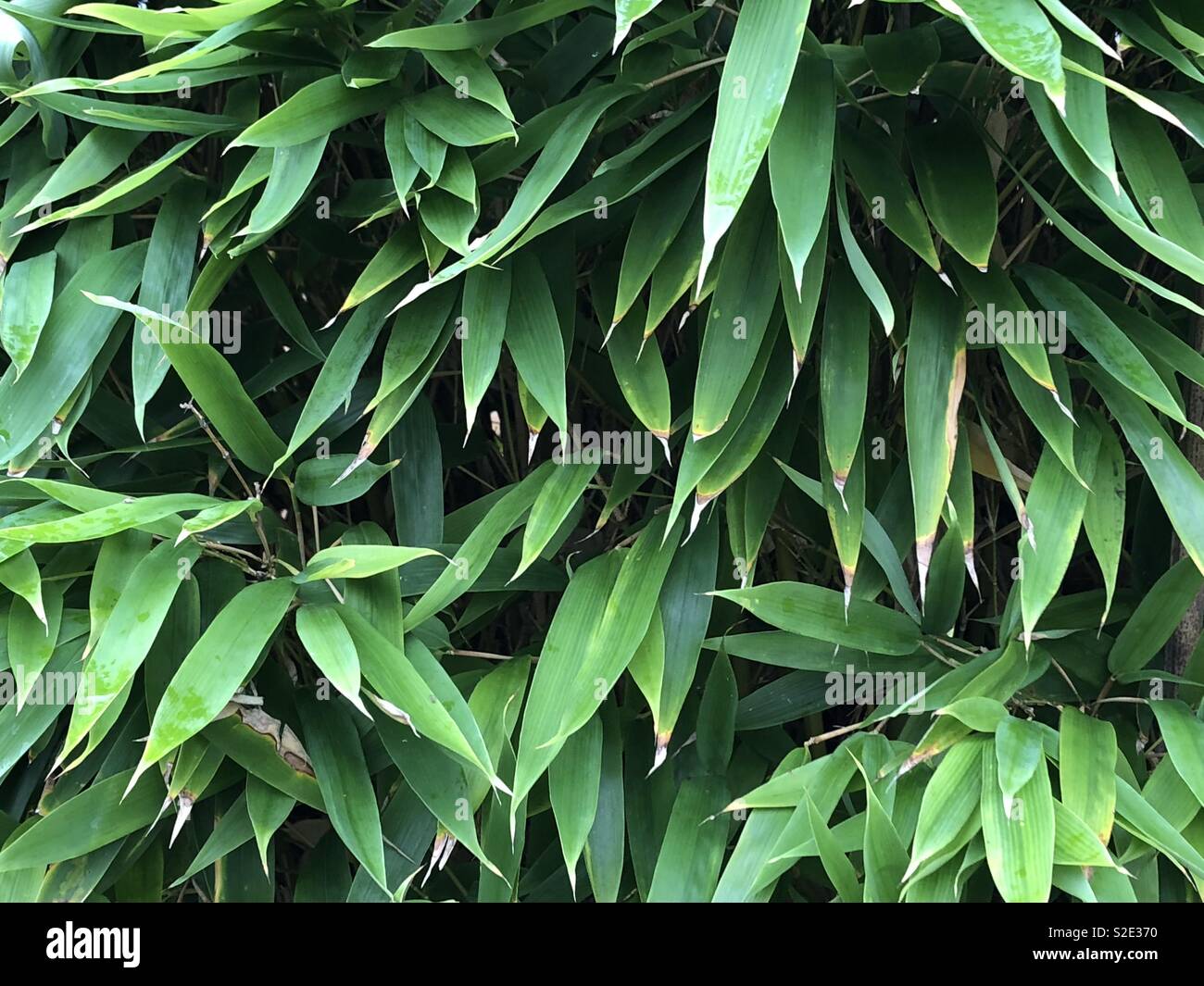 Tropical bamboo leaves hi-res stock photography and images - Alamy
