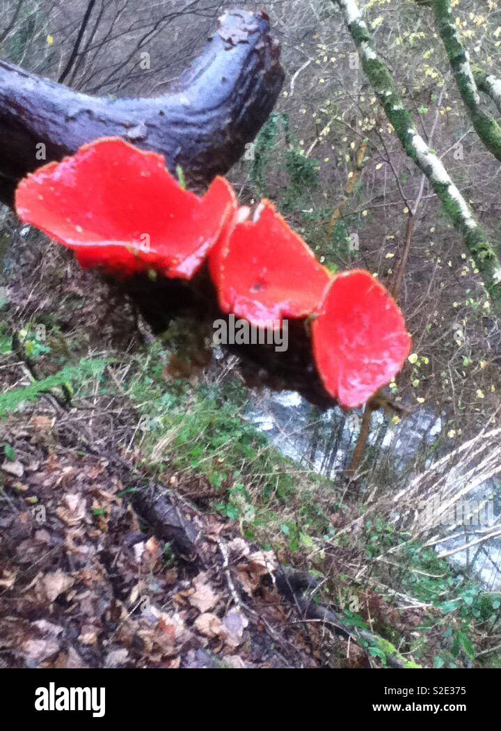 Rare red fungus,poppy like,moss,ferns,branches, fast flowing stream ...