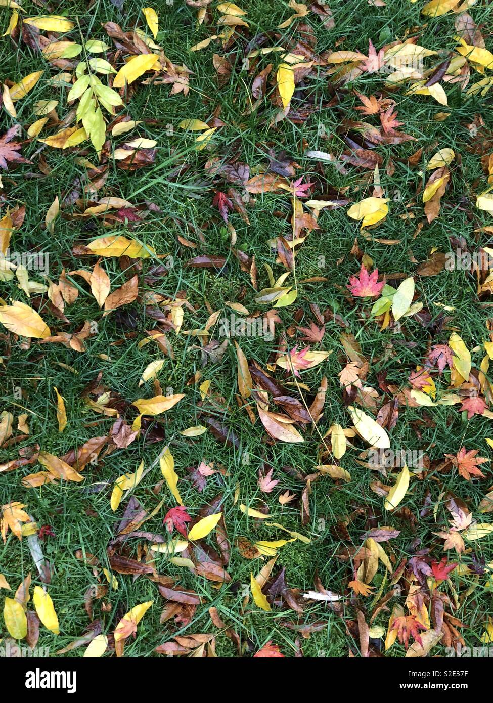Autumn Leaves on Grass Close Up Stock Photo - Alamy