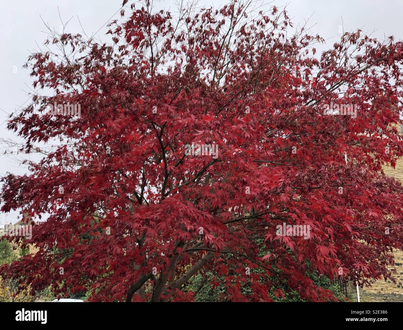 Red acer tree Stock Photo - Alamy