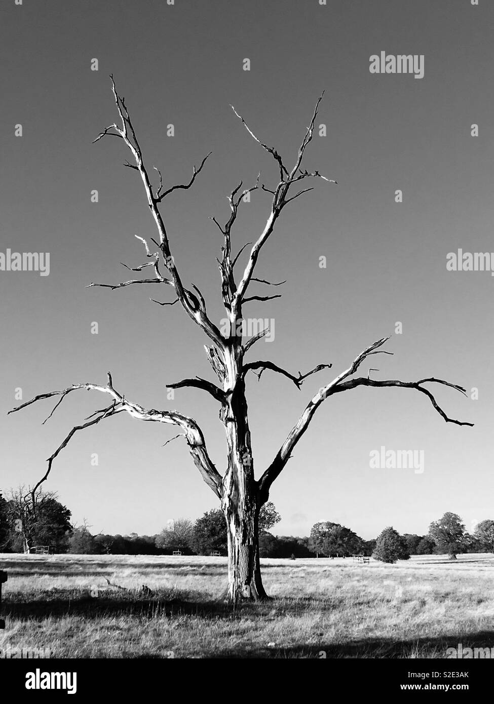 Dead tree in a park hi-res stock photography and images - Alamy
