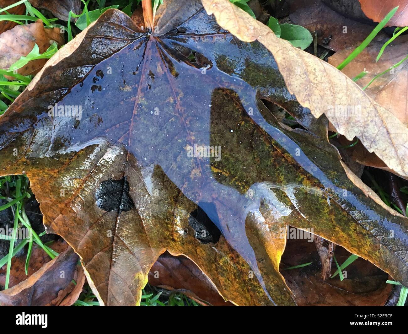 Autumn leaf 7 Stock Photo - Alamy