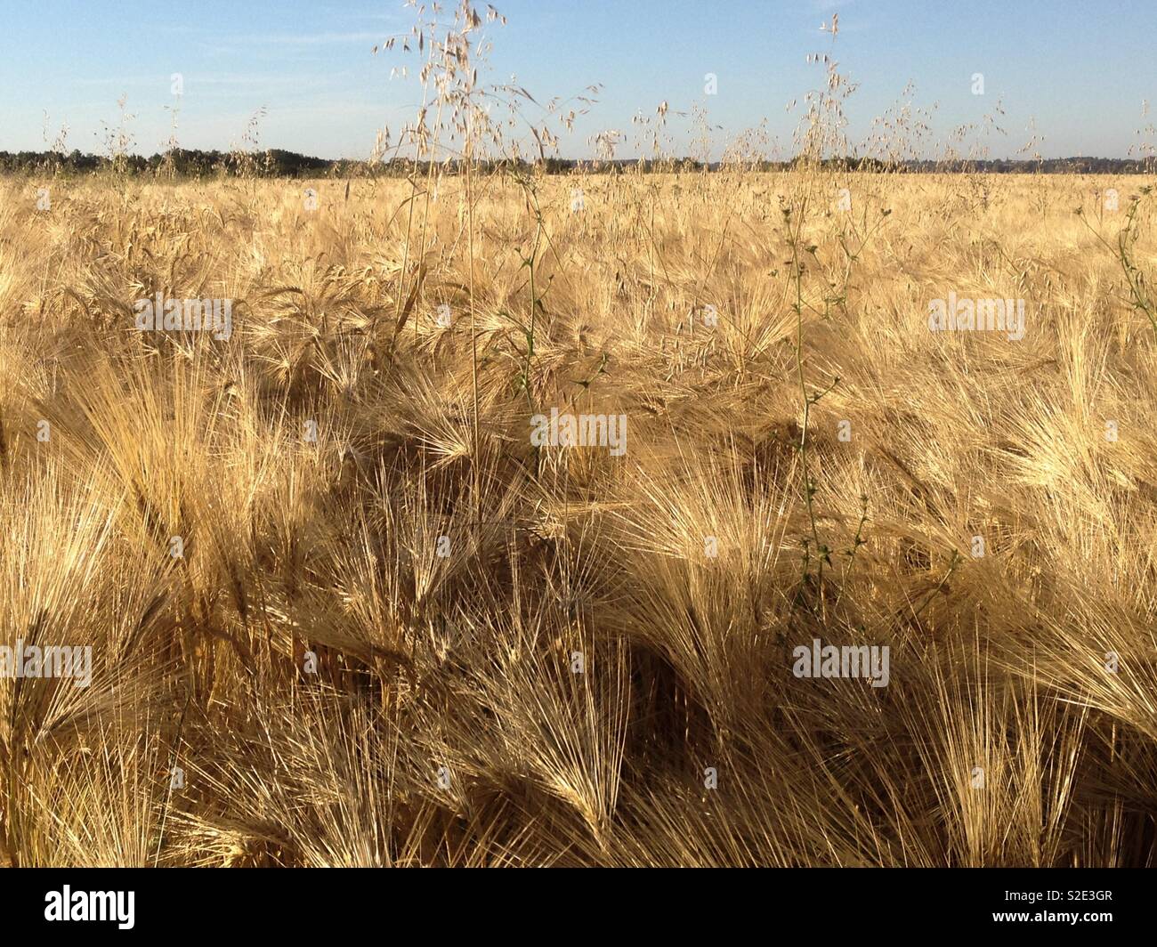 Golden barley hi-res stock photography and images - Alamy