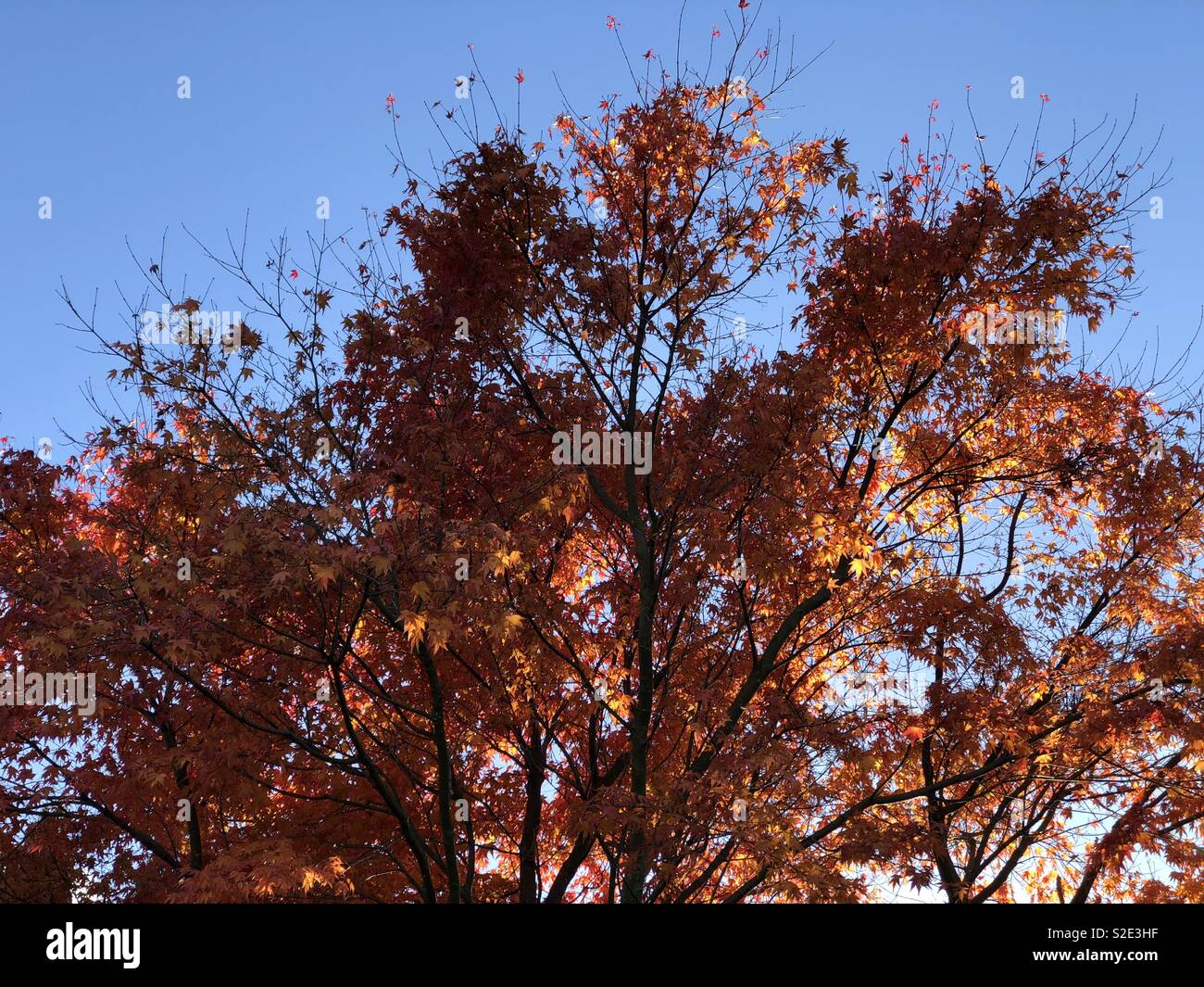 Red Acer Tree backlight by setting autumn sunlight Stock Photo - Alamy