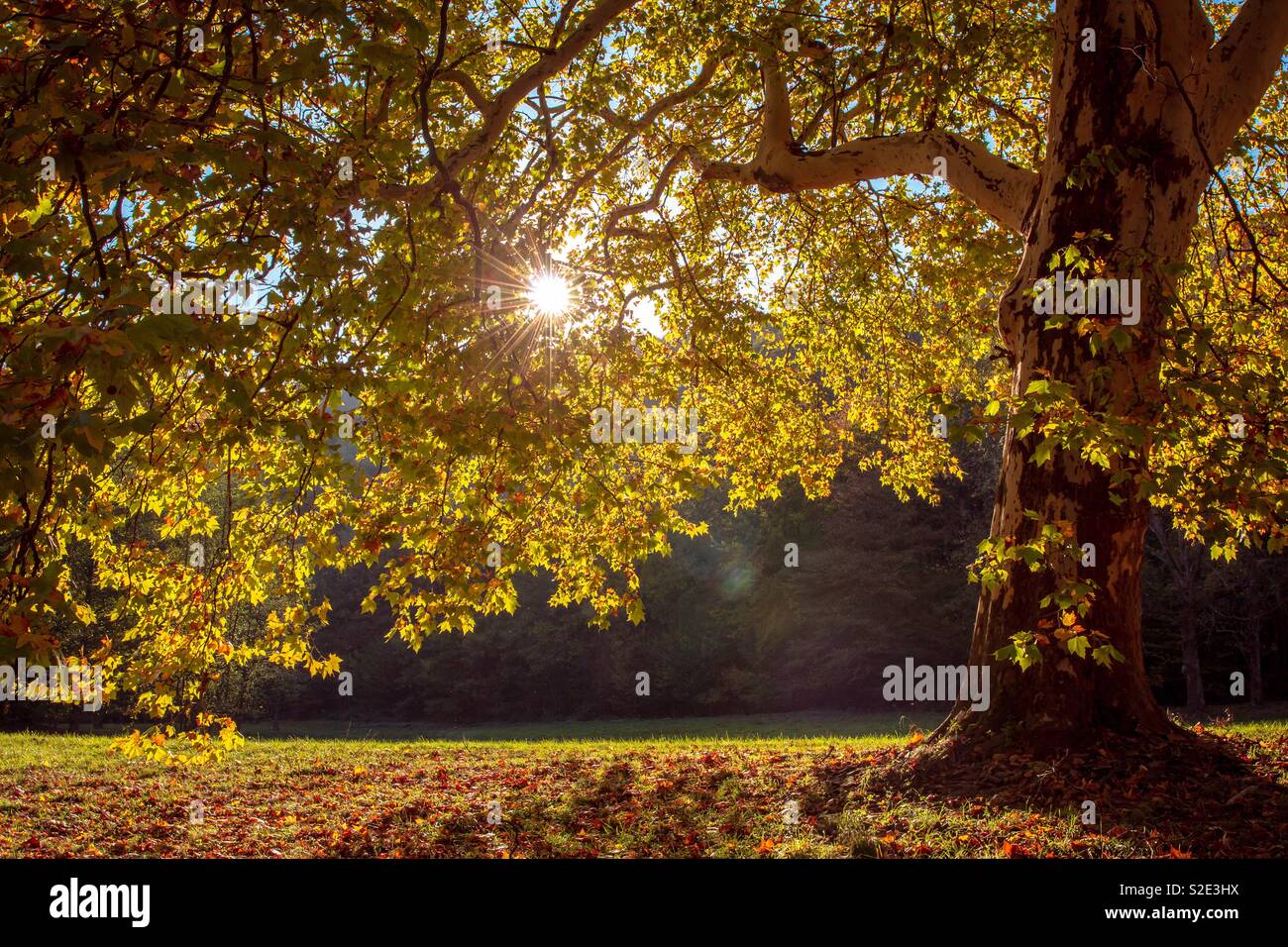 Golden autumn tree hi-res stock photography and images - Alamy