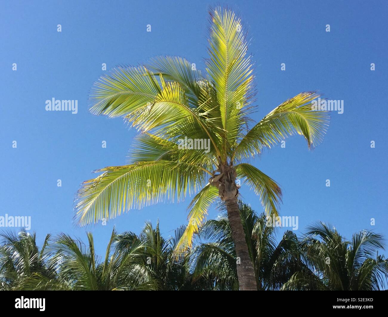 Palm waving hi-res stock photography and images - Alamy