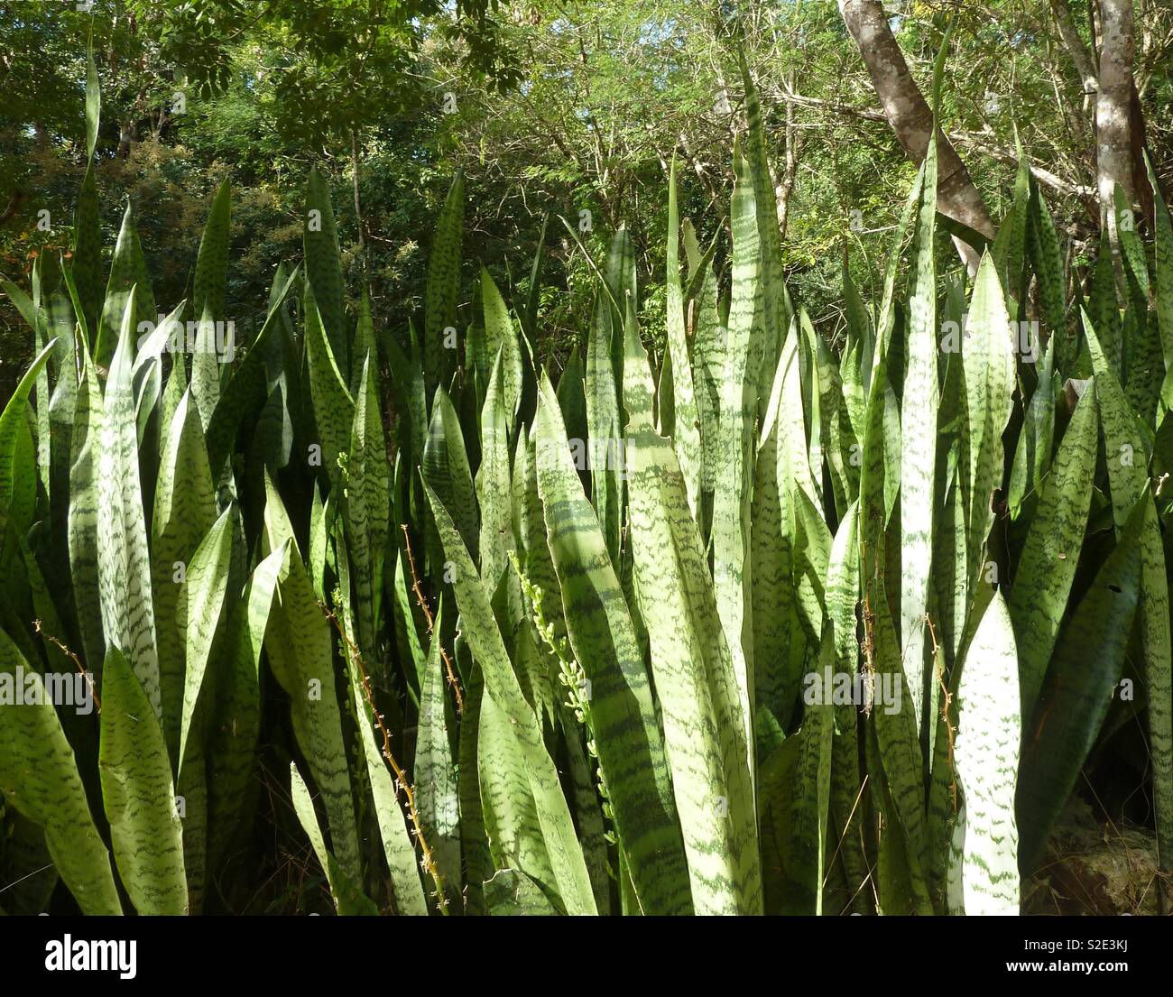 Greenery in Mexico Stock Photo - Alamy