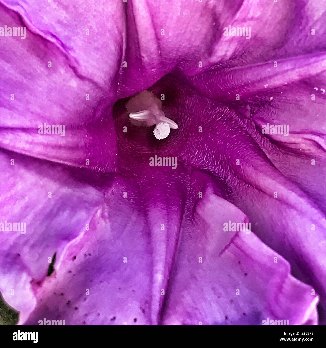 Stock flower hi-res stock photography and images - Alamy
