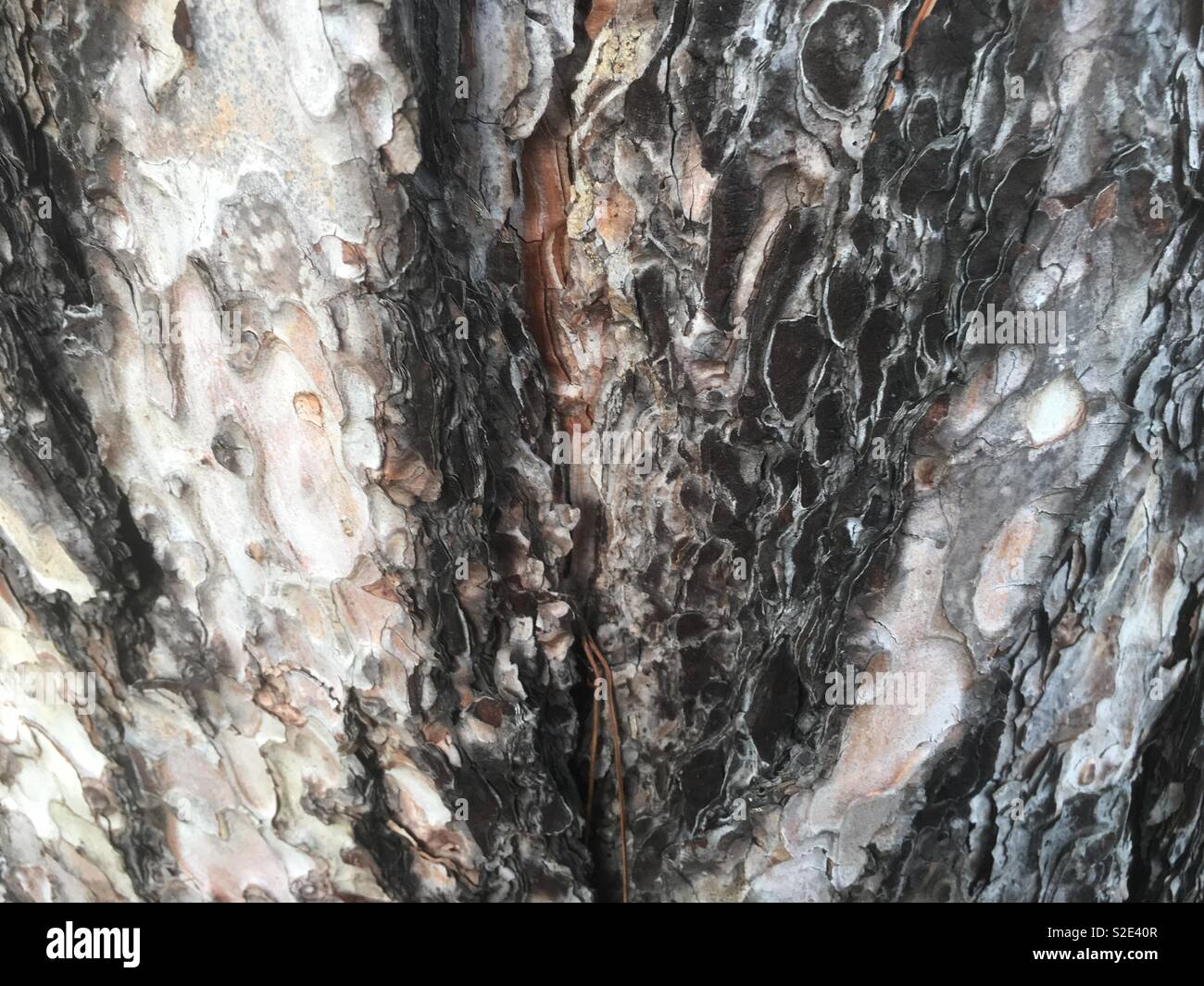 Pinus Nigra. Close up of the bark of the black pine tree. The black ...