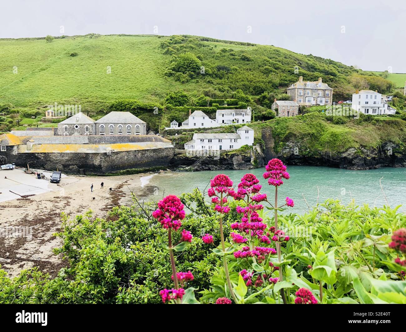 Wild Flowers in Port Isaac Stock Photo - Alamy