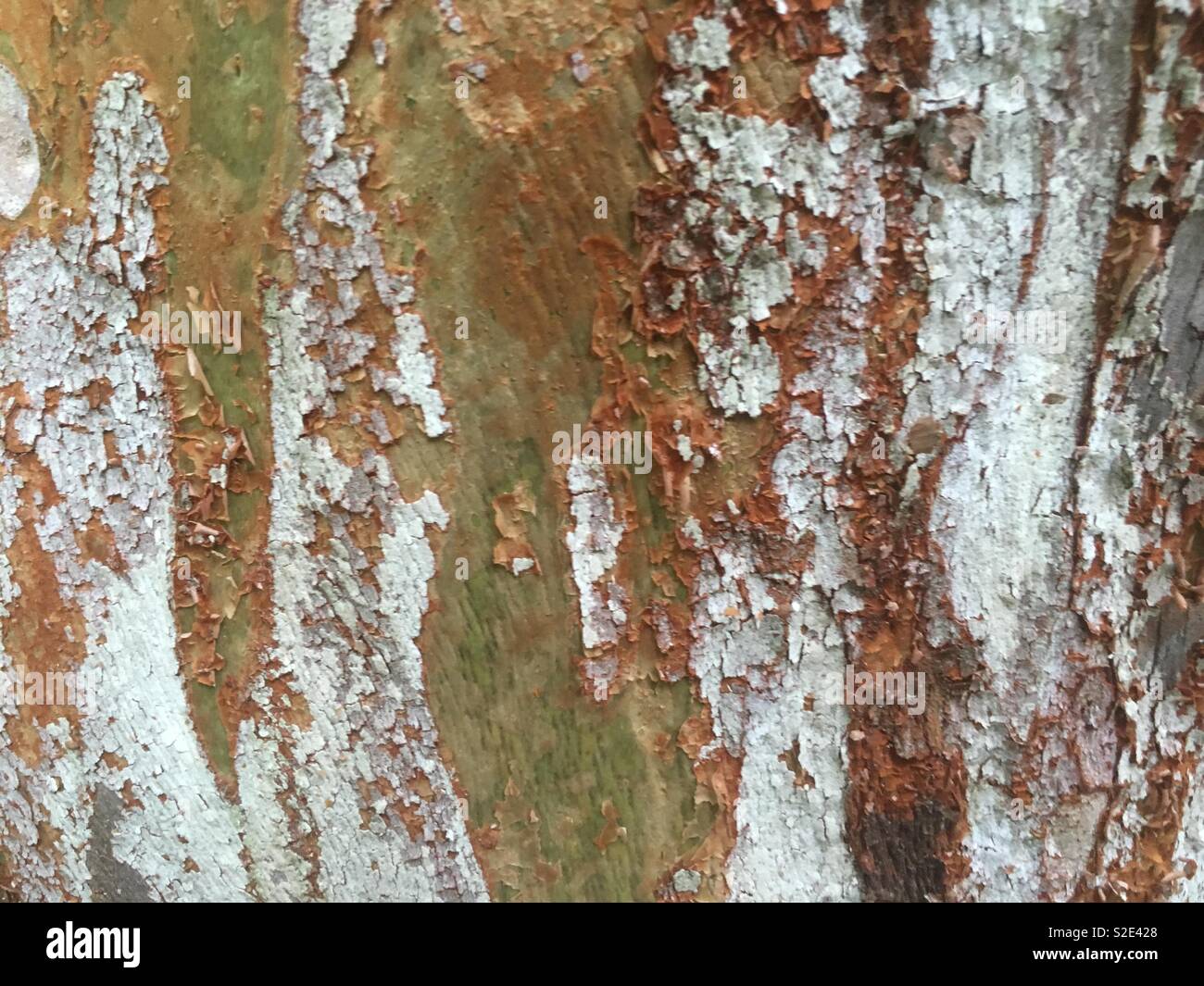 Luma apiculata hi-res stock photography and images - Alamy