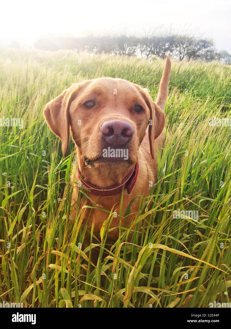 Working Labrador Gundog High Resolution Stock Photography and Images ...