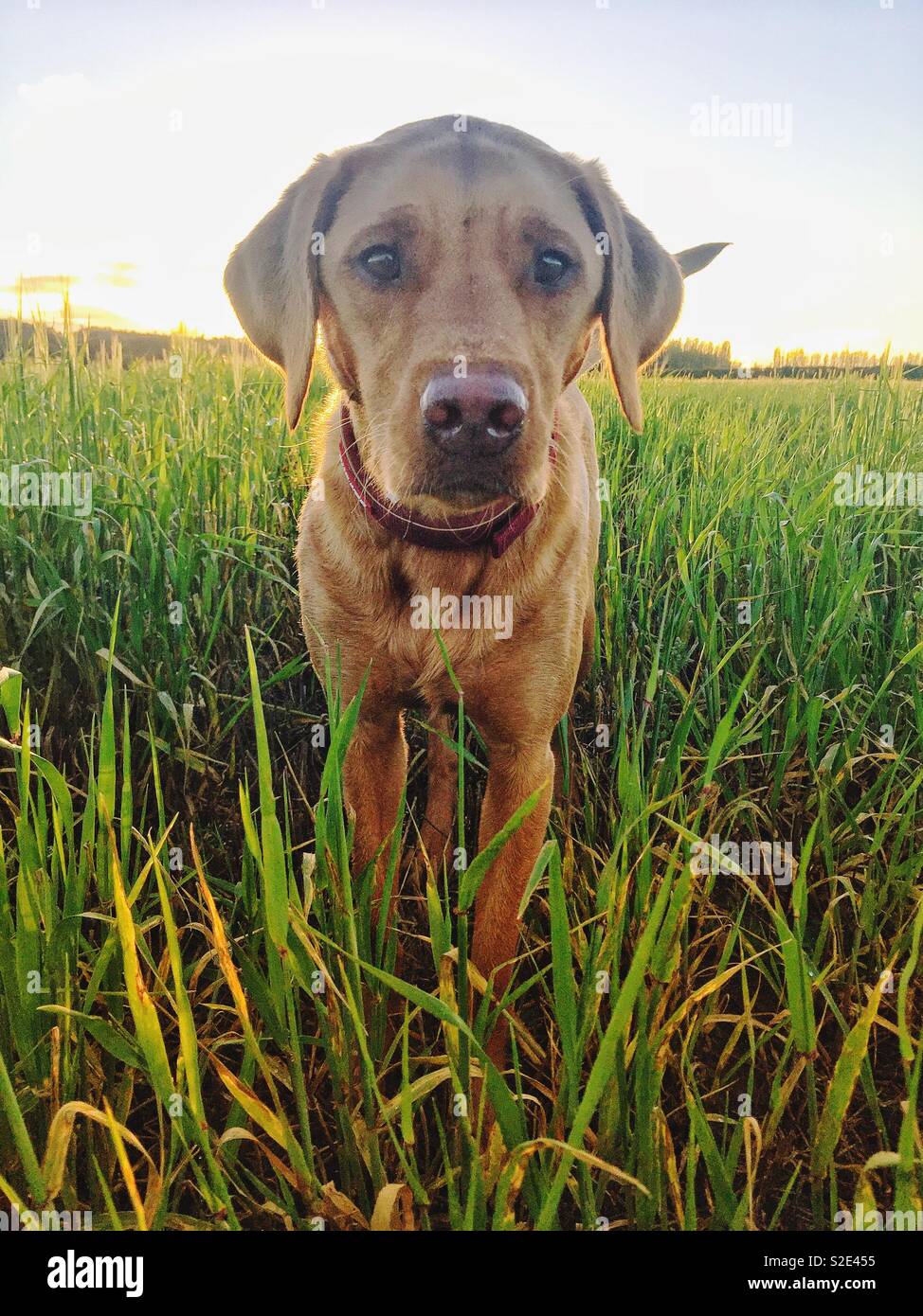 A yellow Labrador retriever gun dog standing in a grassy field Stock ...