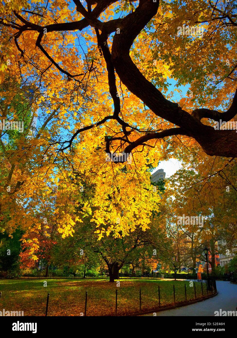 A sunny fall afternoon at Madison Square, Park theaters bright yellow ...