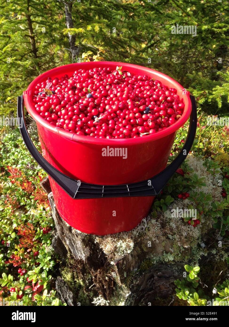 Norway berries hi-res stock photography and images - Alamy