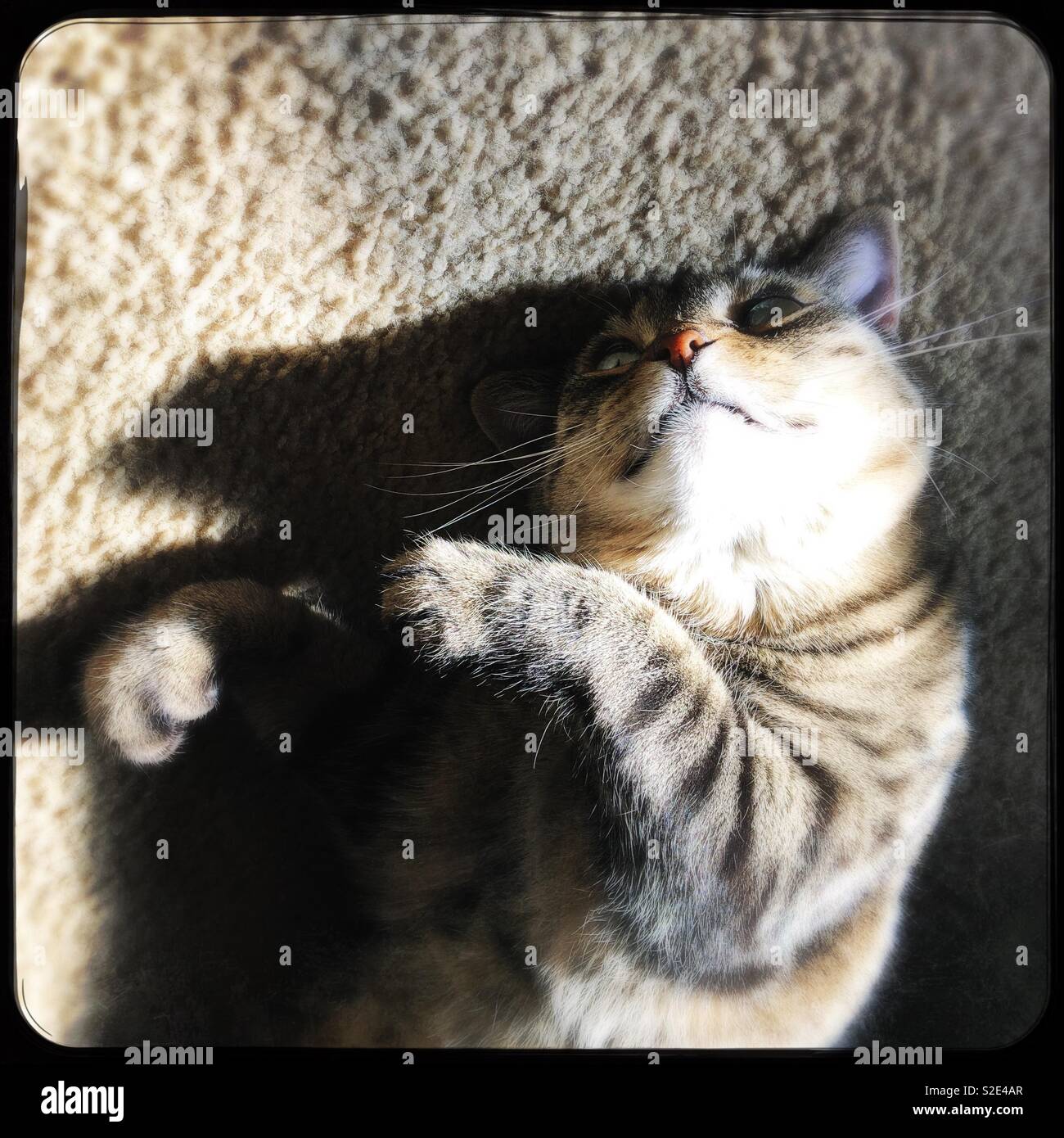 Happy relaxing cat Stock Photo - Alamy