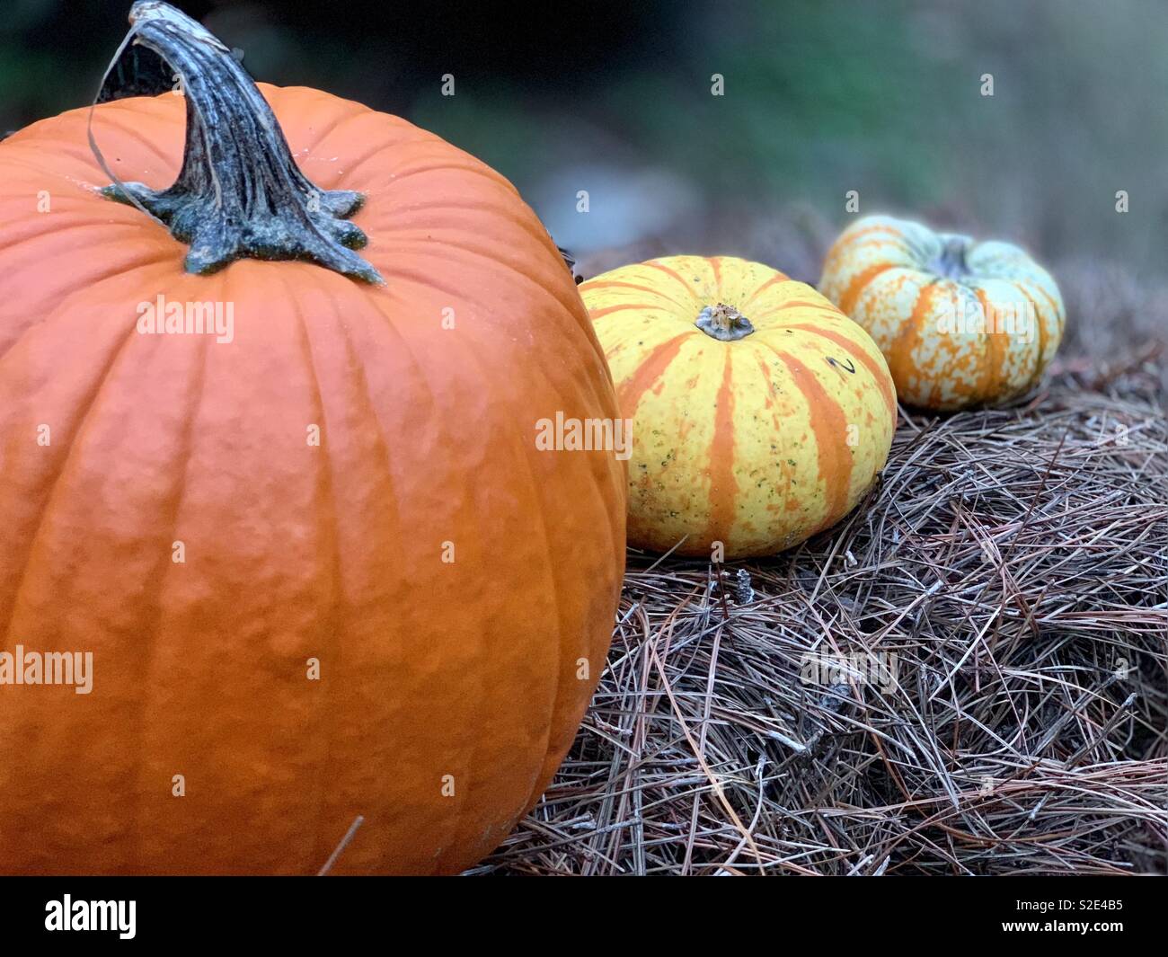 Pumpkin hay hi-res stock photography and images - Alamy