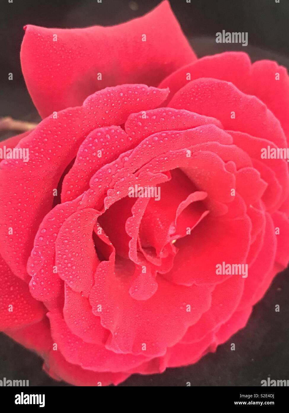 Rose vibrant hi-res stock photography and images - Alamy