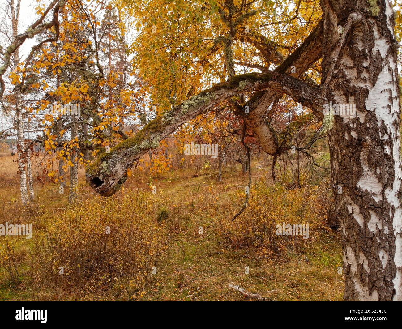 Birch tree in fall Stock Photo - Alamy
