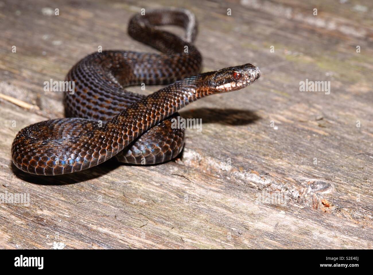Norther viper hi-res stock photography and images - Alamy