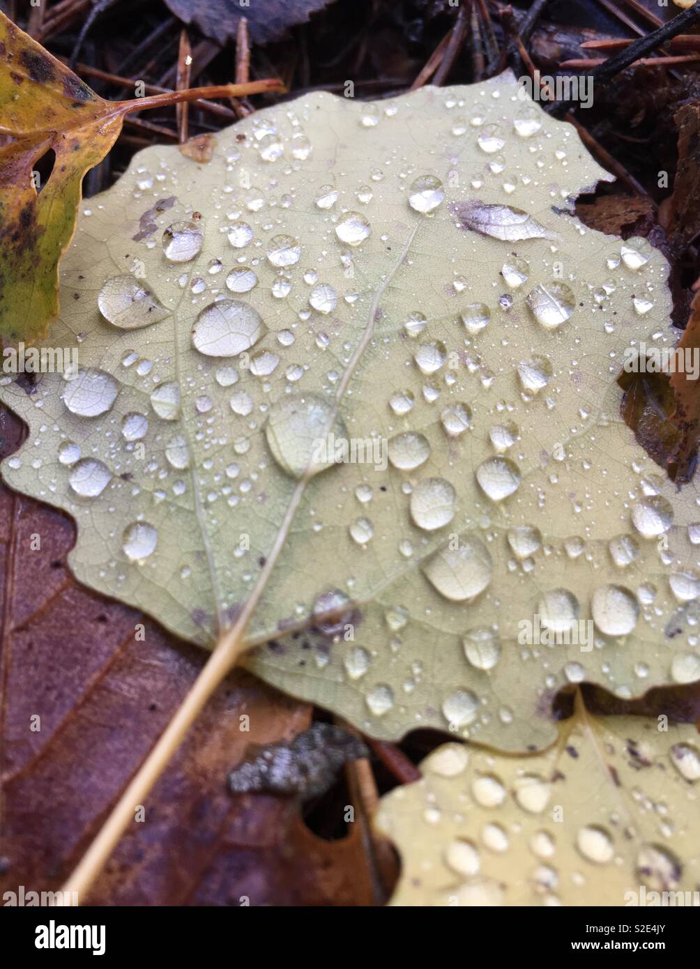 Drew drops on a leaf, wet, water, leaf, autumn Stock Photo - Alamy