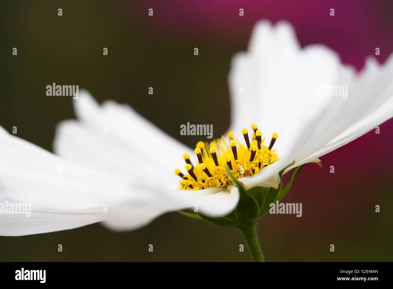 Daisy stamens hi-res stock photography and images - Alamy