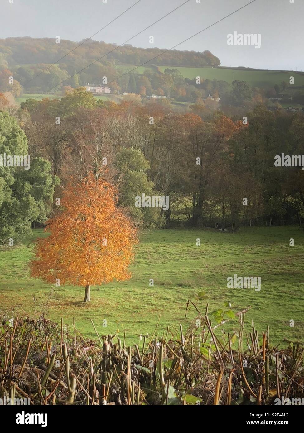 Ginger tree hi-res stock photography and images - Alamy