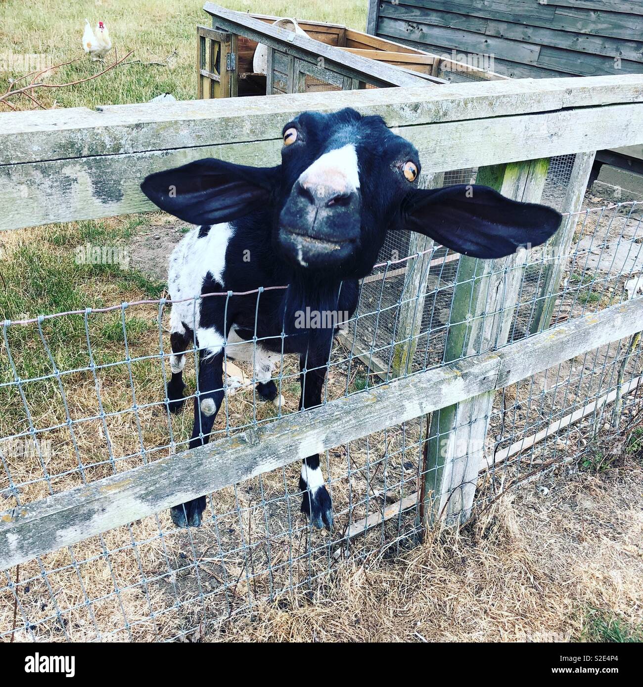 Crazy eyes hi-res stock photography and images - Alamy