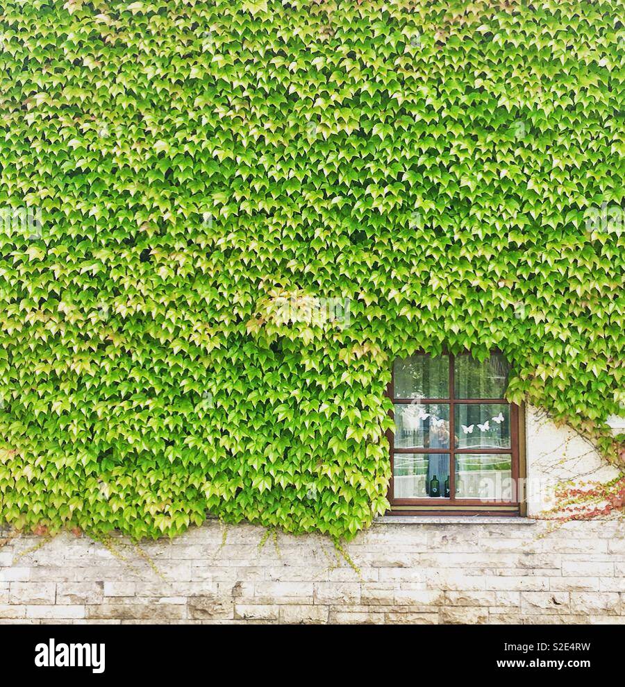 House with green leaves Stock Photo - Alamy